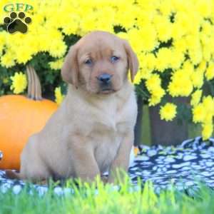 Fox Red Labrador Retriever Puppies for Sale - Greenfield Puppies