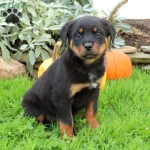 Rottweiler Puppies For Sale - Greenfield Puppies