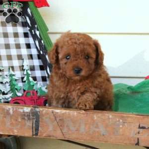 Bich-poo Puppies For Sale - Greenfield Puppies