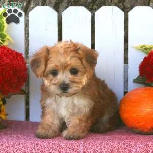 Yorkie-Chon Puppies For Sale | Greenfield Puppies