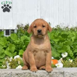 Fox Red Labrador Retriever Puppies for Sale - Greenfield Puppies
