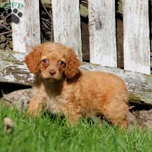 Cockapoo Puppies for Sale - Greenfield Puppies