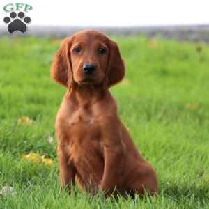 Irish Setter Puppies For Sale | Greenfield Puppies
