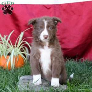 Border Collie Puppies For Sale - Greenfield Puppies