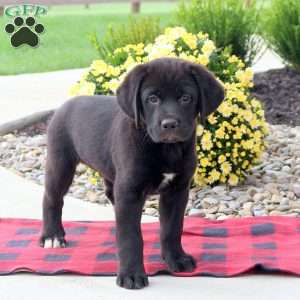 Labernese Puppies For Sale - Greenfield Puppies