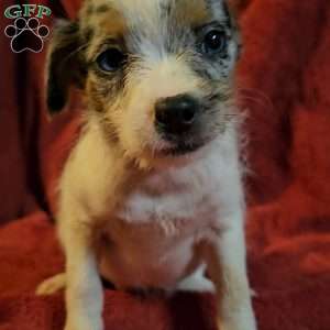 Jack-A-Poo Puppies For Sale - Greenfield Puppies