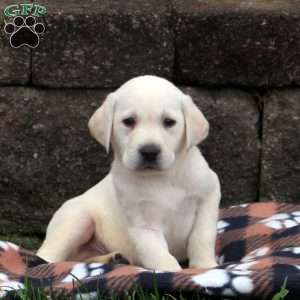 Yellow Labrador Retriever Puppies For Sale - Greenfield Puppies