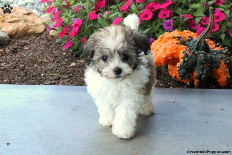 Teacup Havanese