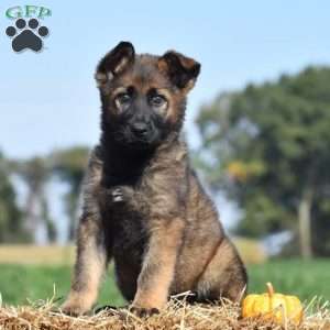 Aaron Glick - Greenfield Puppies