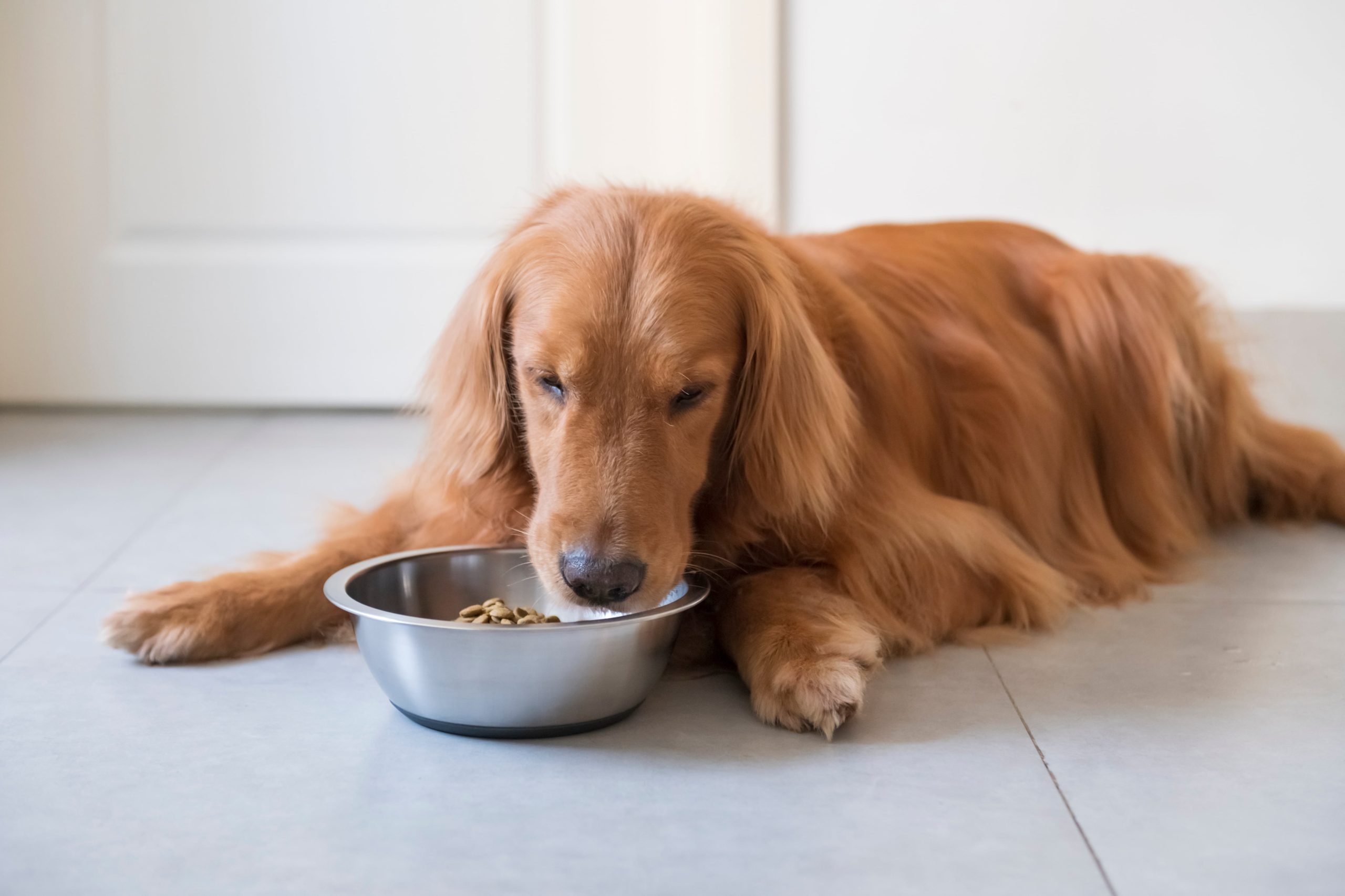 What to Know About Resource Guarding in Dogs - GFP