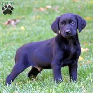 Labrador Mix Puppies For Sale | Greenfield Puppies