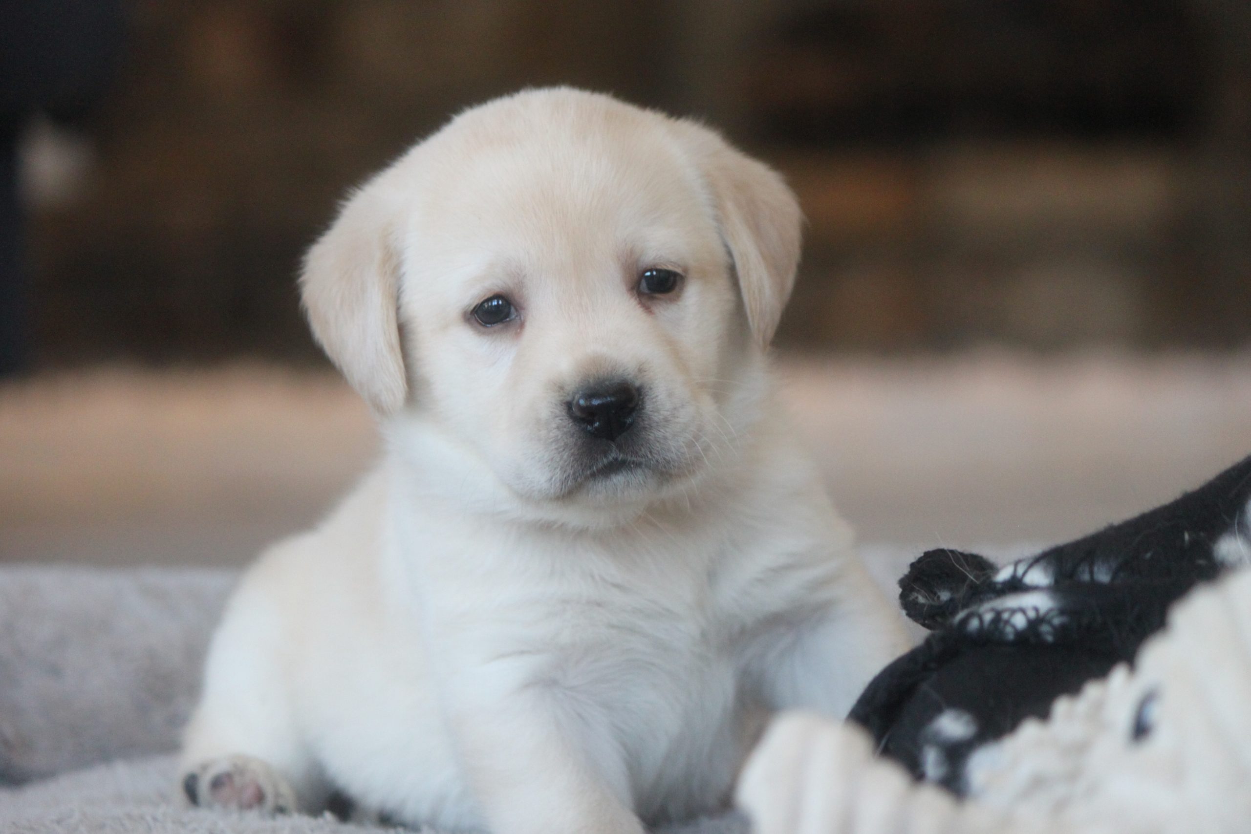 Laketrail Labradors - Greenfield Puppies