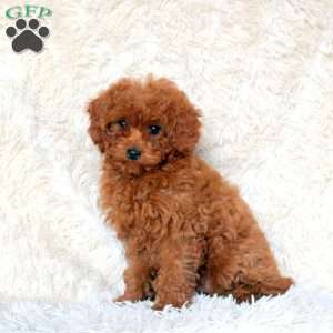Cavapoo Puppies For Sale - Greenfield Puppies