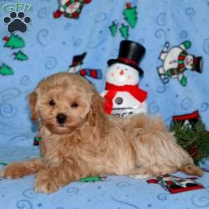 Sam and Rachael Stoltzfus Dog Breeder