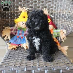 Shih-Poo Puppies For Sale - Greenfield Puppies