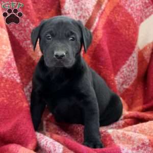 Black Labrador Retriever Puppies For Sale - Greenfield Puppies