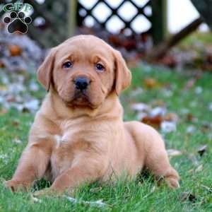 Fox Red Labrador Retriever Puppies for Sale - Greenfield Puppies