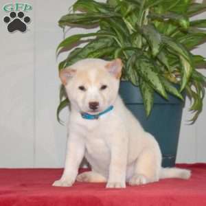 Shiba Inu Puppies For Sale | Greenfield Puppies