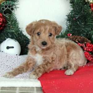 Mini Labradoodle Puppies For Sale - Greenfield Puppies