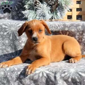 Irish Setter Mix Puppies for Sale | Greenfield Puppies