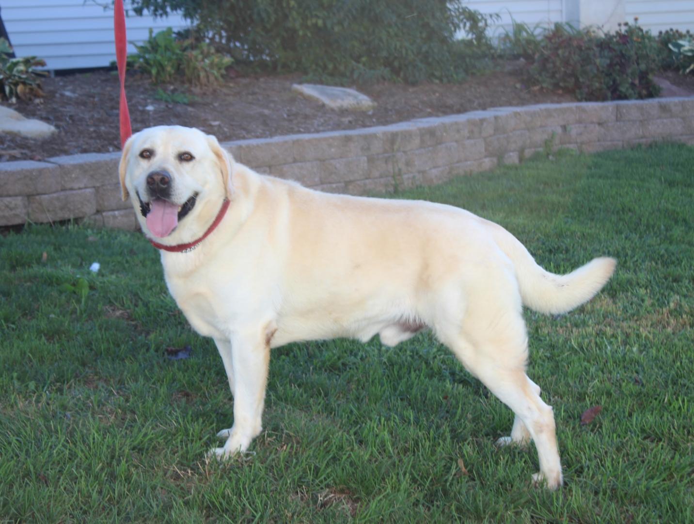 Willow - Yellow Labrador Retriever Puppy For Sale in Pennsylvania