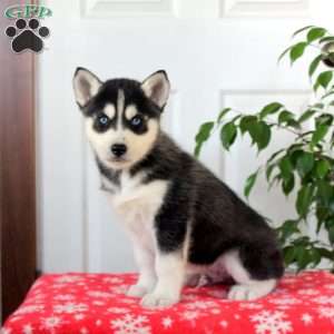 Siberian Husky Puppies For Sale - Greenfield Puppies