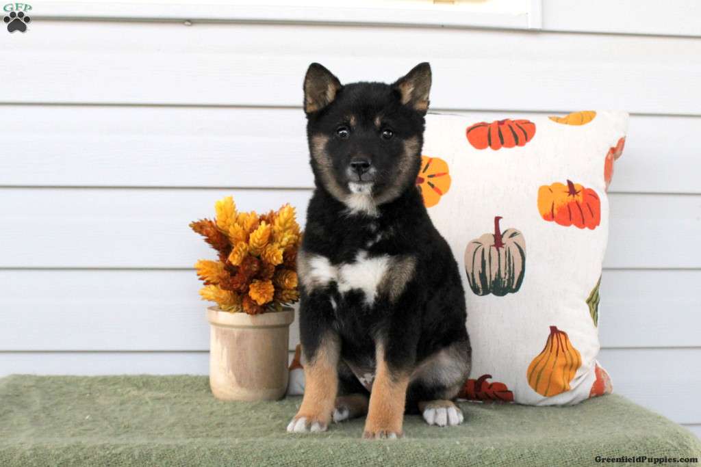 Duke - Shiba Inu Puppy For Sale in Pennsylvania