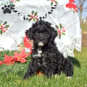 Cavapoo Puppies For Sale - Greenfield Puppies