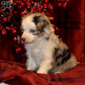 Miniature Australian Shepherd Puppies For Sale - GFP