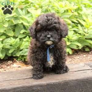 Shih-Poo Puppies For Sale - Greenfield Puppies