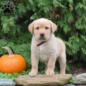Yellow Labrador Retriever Puppies For Sale - Greenfield Puppies