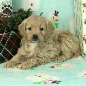 Cockapoo Puppies for Sale - Greenfield Puppies