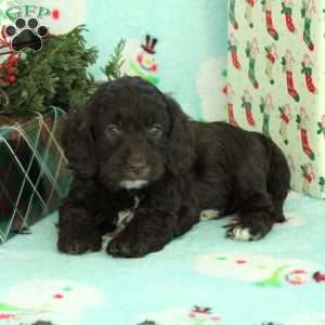 Cockapoo Puppies for Sale - Greenfield Puppies