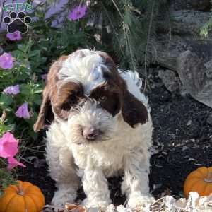 Springerdoodle Puppies for Sale | Greenfield Puppies