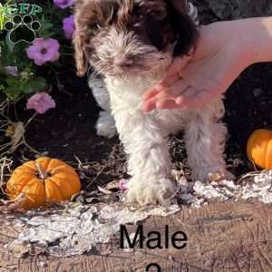 Springerdoodle Puppies for Sale | Greenfield Puppies