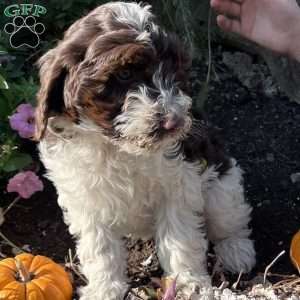 Springerdoodle Puppies for Sale | Greenfield Puppies