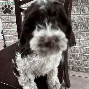 Springerdoodle Puppies for Sale | Greenfield Puppies