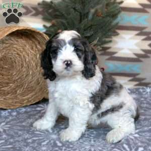 Cockapoo Puppies for Sale - Greenfield Puppies