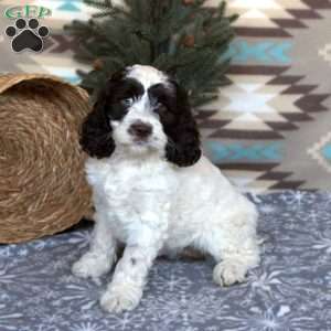 Cockapoo Puppies for Sale - Greenfield Puppies