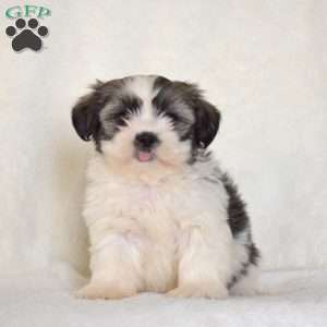 Havashu Puppies For Sale - Greenfield Puppies
