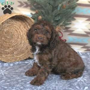 Cockapoo Puppies for Sale - Greenfield Puppies