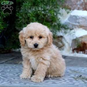 Cockapoo Puppies for Sale - Greenfield Puppies