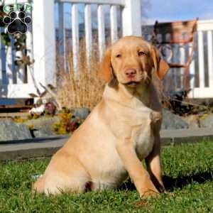 Yellow Labrador Retriever Puppies For Sale - Greenfield Puppies