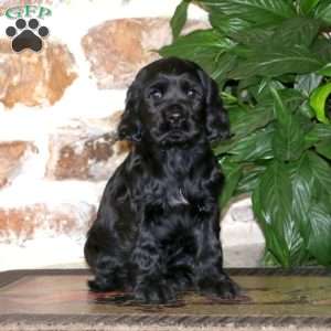 Cocker Spaniel Puppies For Sale | Greenfield Puppies