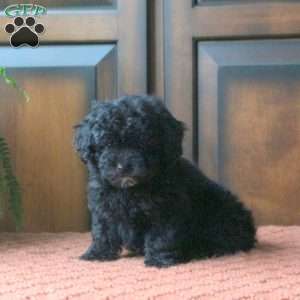 Bich-poo Puppies For Sale - Greenfield Puppies