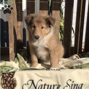 Collie Puppies For Sale - Greenfield Puppies