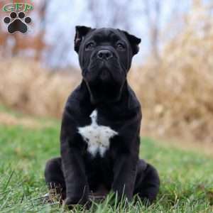 Cane Corso Puppies For Sale | Greenfield Puppies
