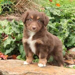 Australian Shepherd Puppies For Sale - Greenfield Puppies