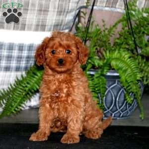 Cavapoo Puppies For Sale - Greenfield Puppies