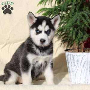 Siberian Husky Puppies For Sale - Greenfield Puppies